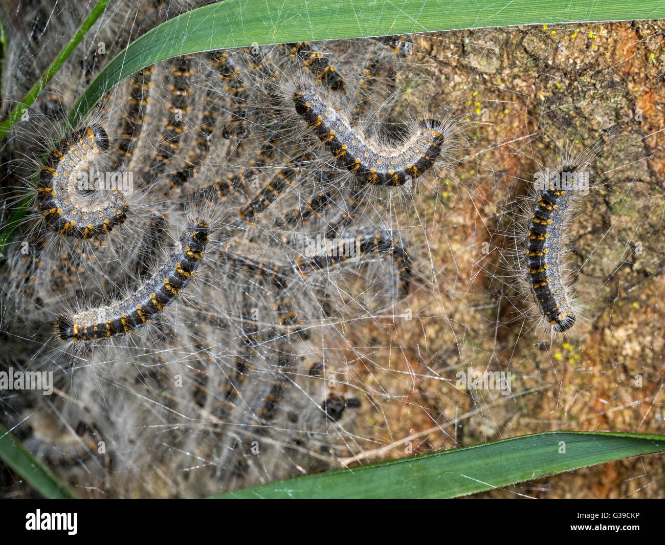 Oak processionary moth hi-res stock photography and images - Alamy