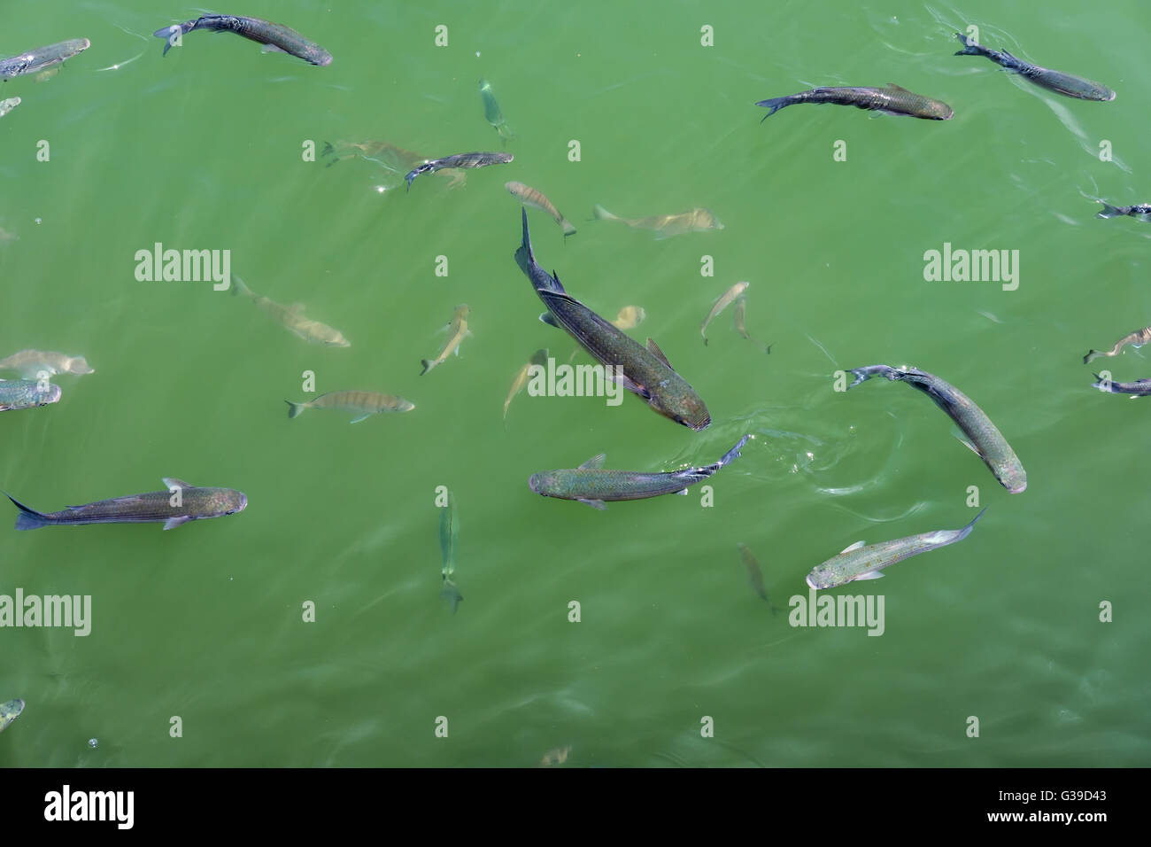 Different fish species hi-res stock photography and images - Alamy