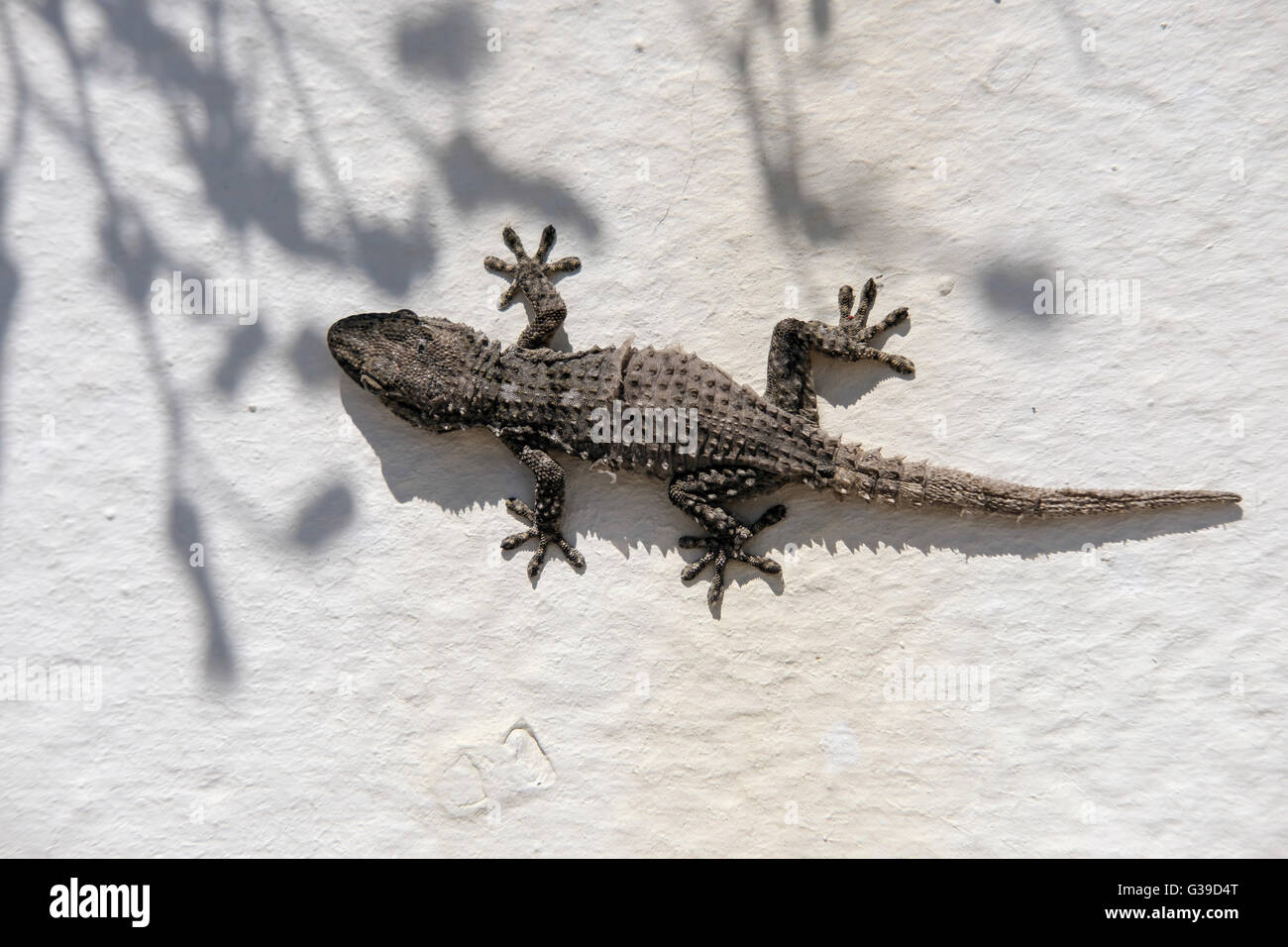 European wall gecko hi-res stock photography and images - Alamy