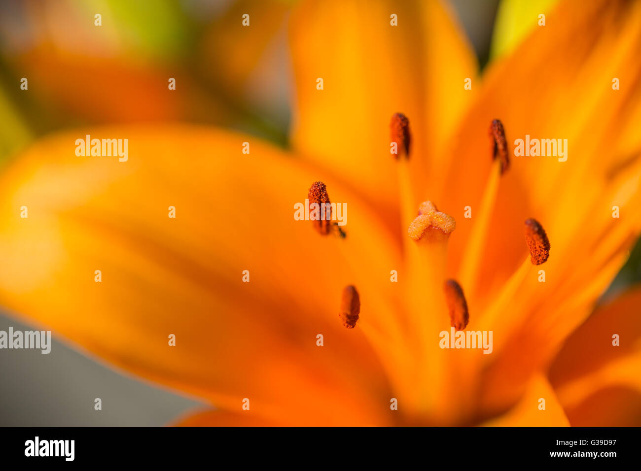 Beautiful orange flower background Stock Photo - Alamy