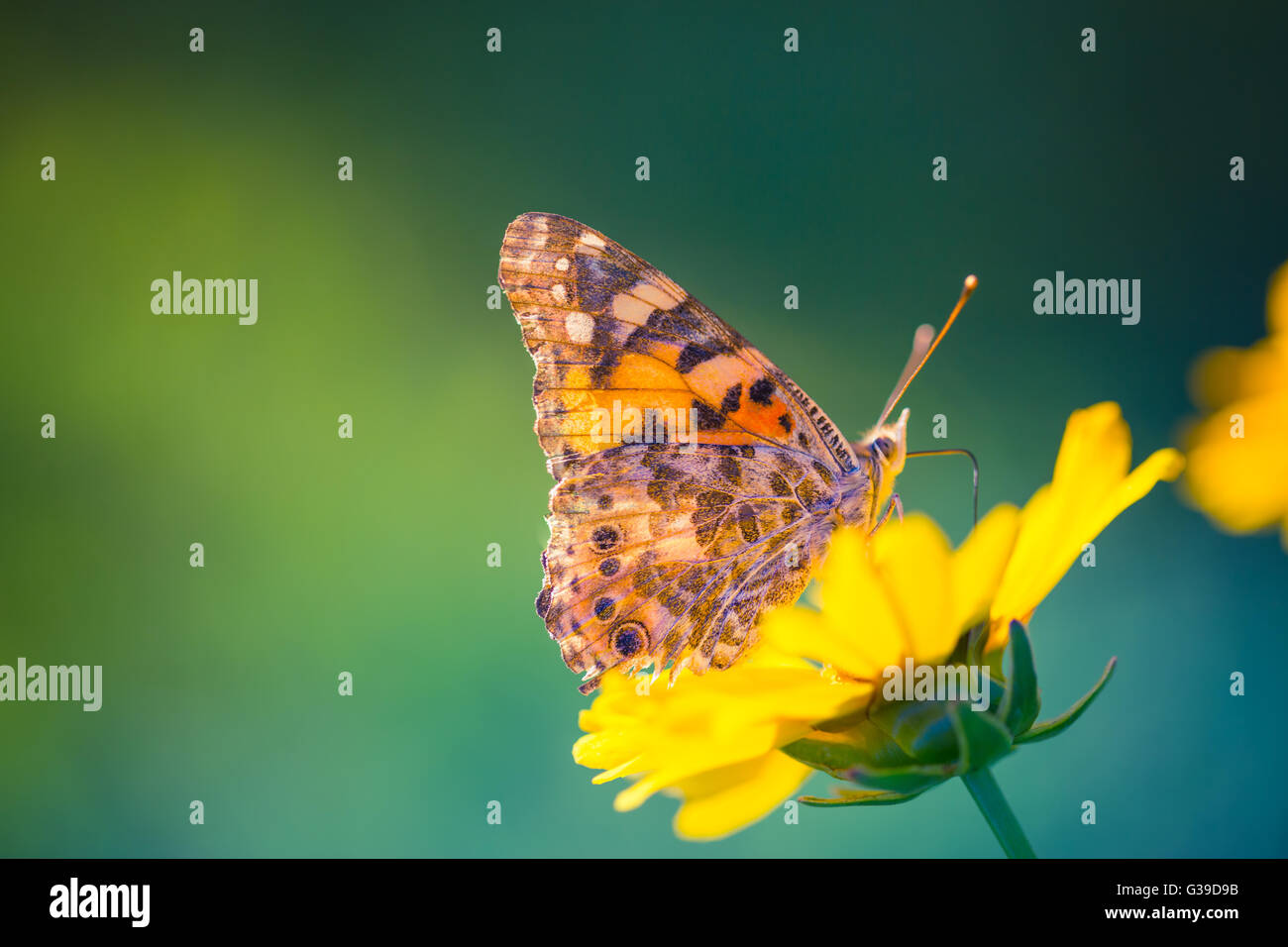 Closeup butterfly on flower hi-res stock photography and images - Alamy