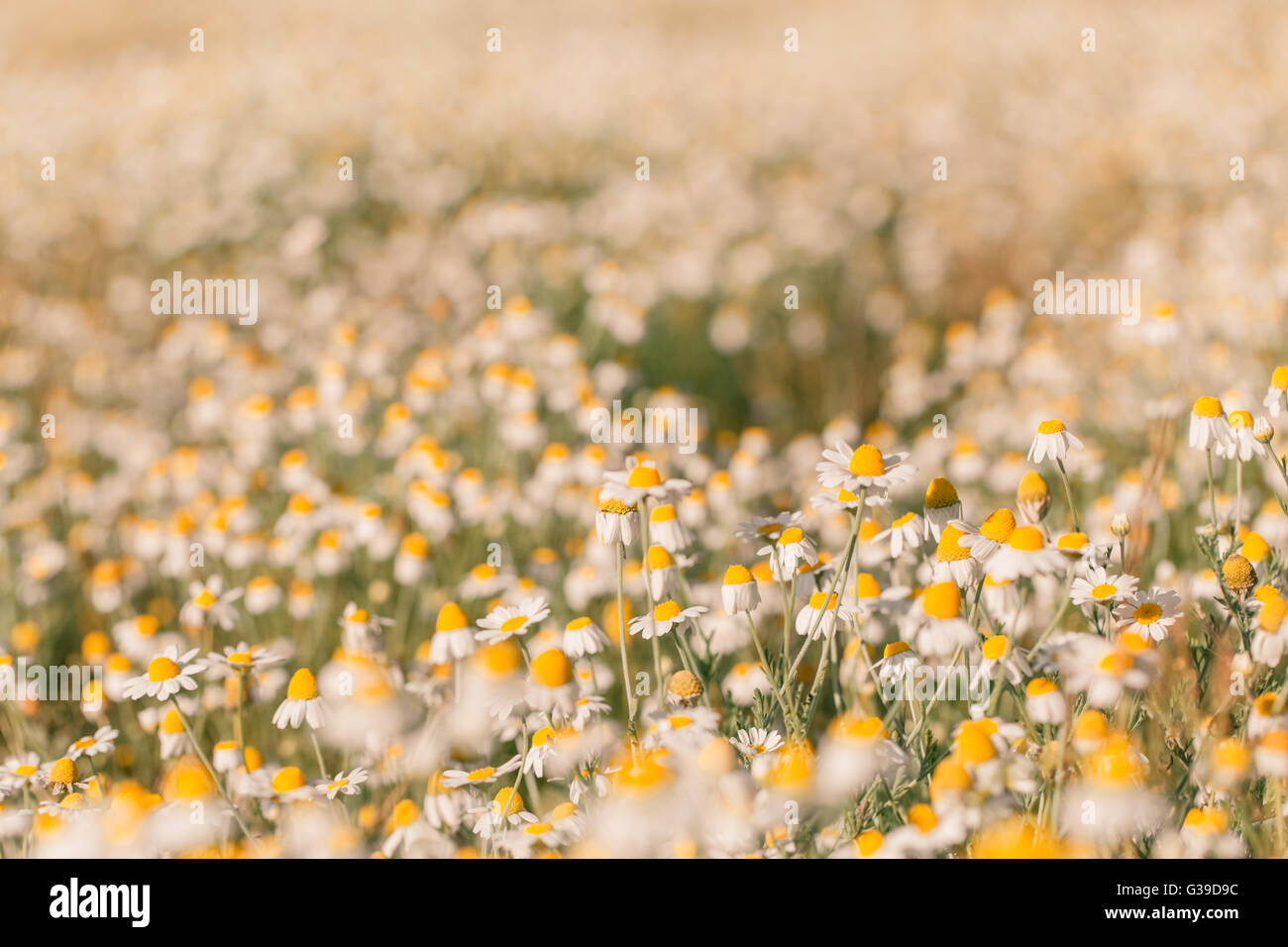 Beautiful field of daisy flowers, summer background concept Stock Photo ...