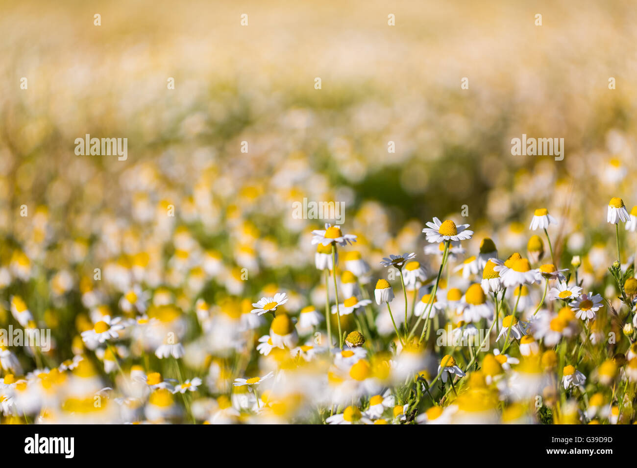 Beautiful field of daisy flowers, summer background concept Stock Photo ...