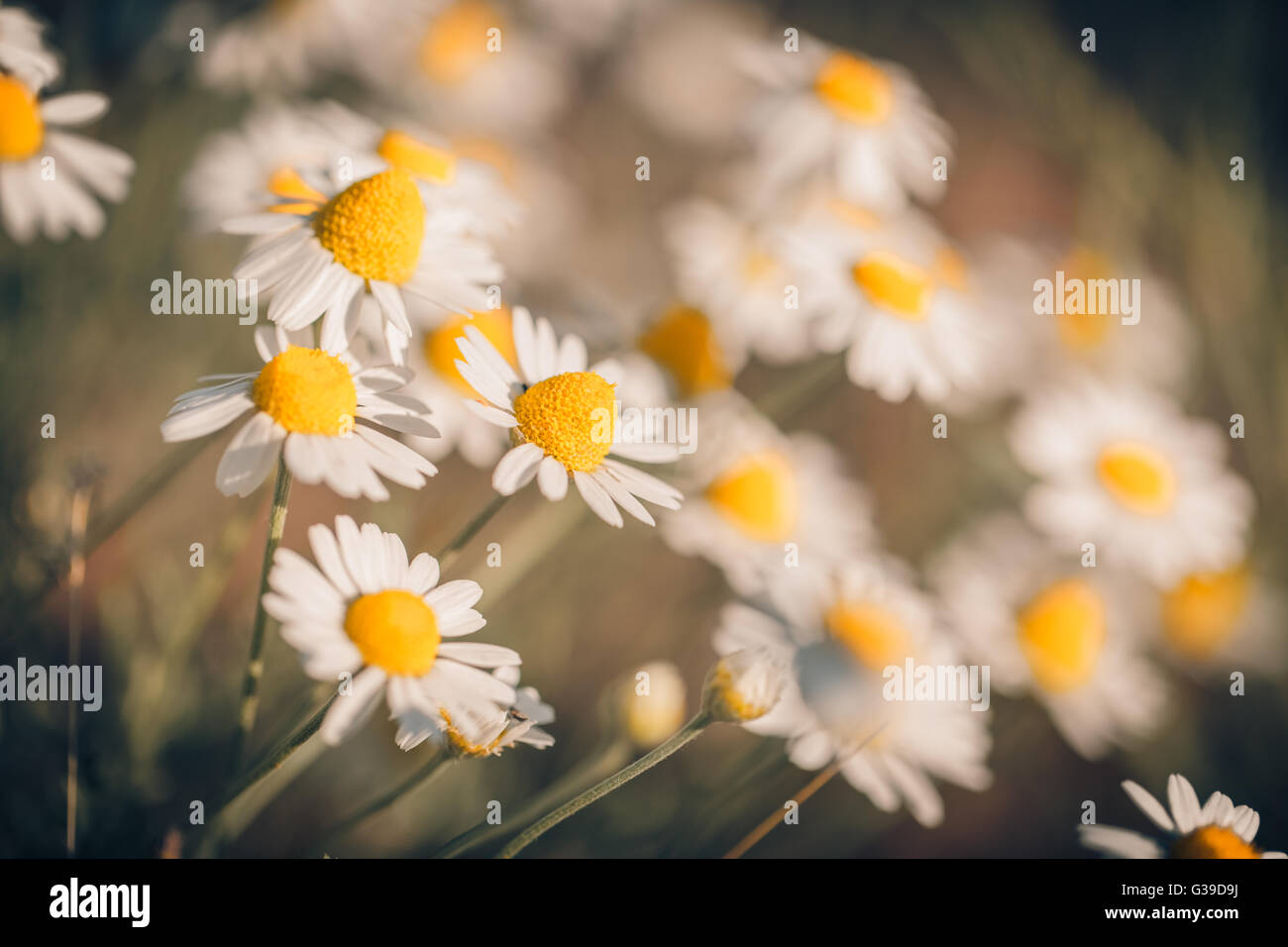 Beautiful field of daisy flowers, summer background concept Stock Photo ...