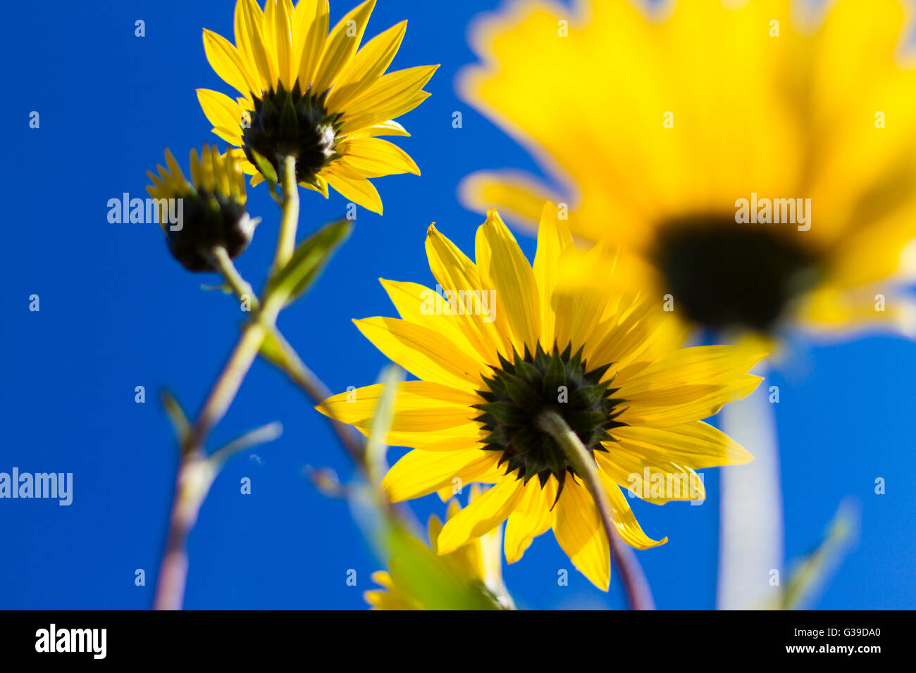 Spring summer autumn flowers hi-res stock photography and images - Alamy