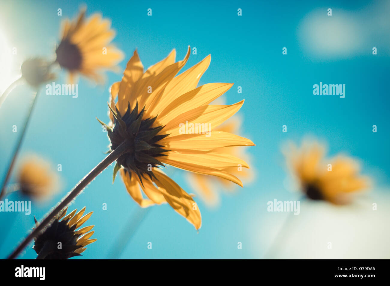 Spring summer autumn flowers hi-res stock photography and images - Alamy