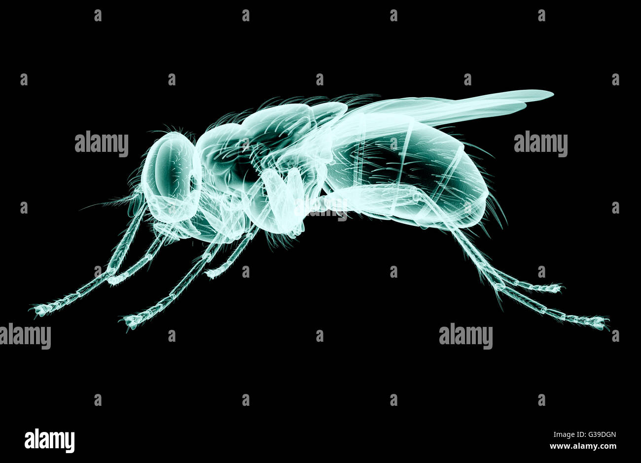 xray image of an insect isolated on black with clipping path Stock ...