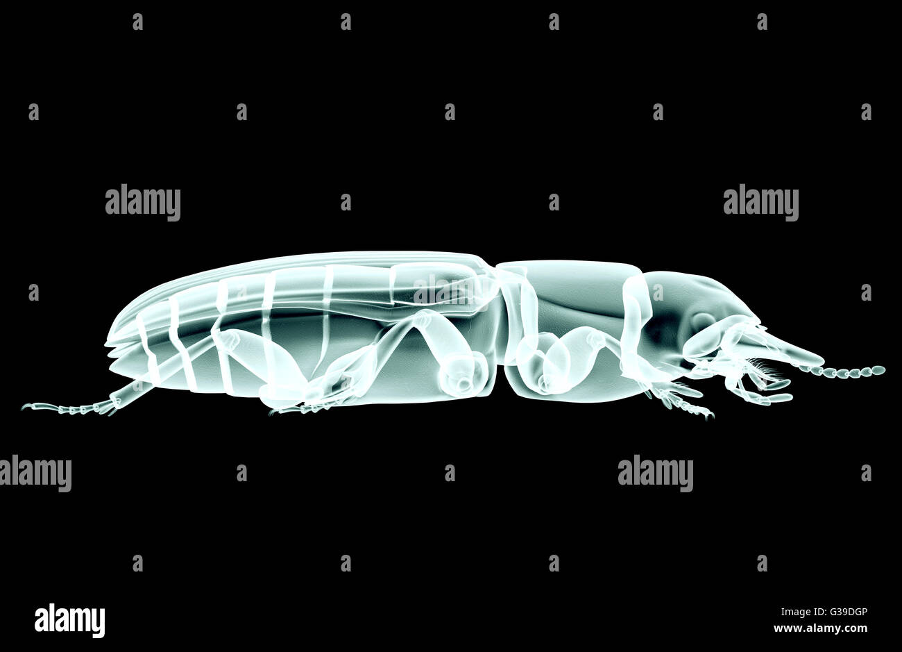 xray image of an insect isolated on black with clipping path Stock ...