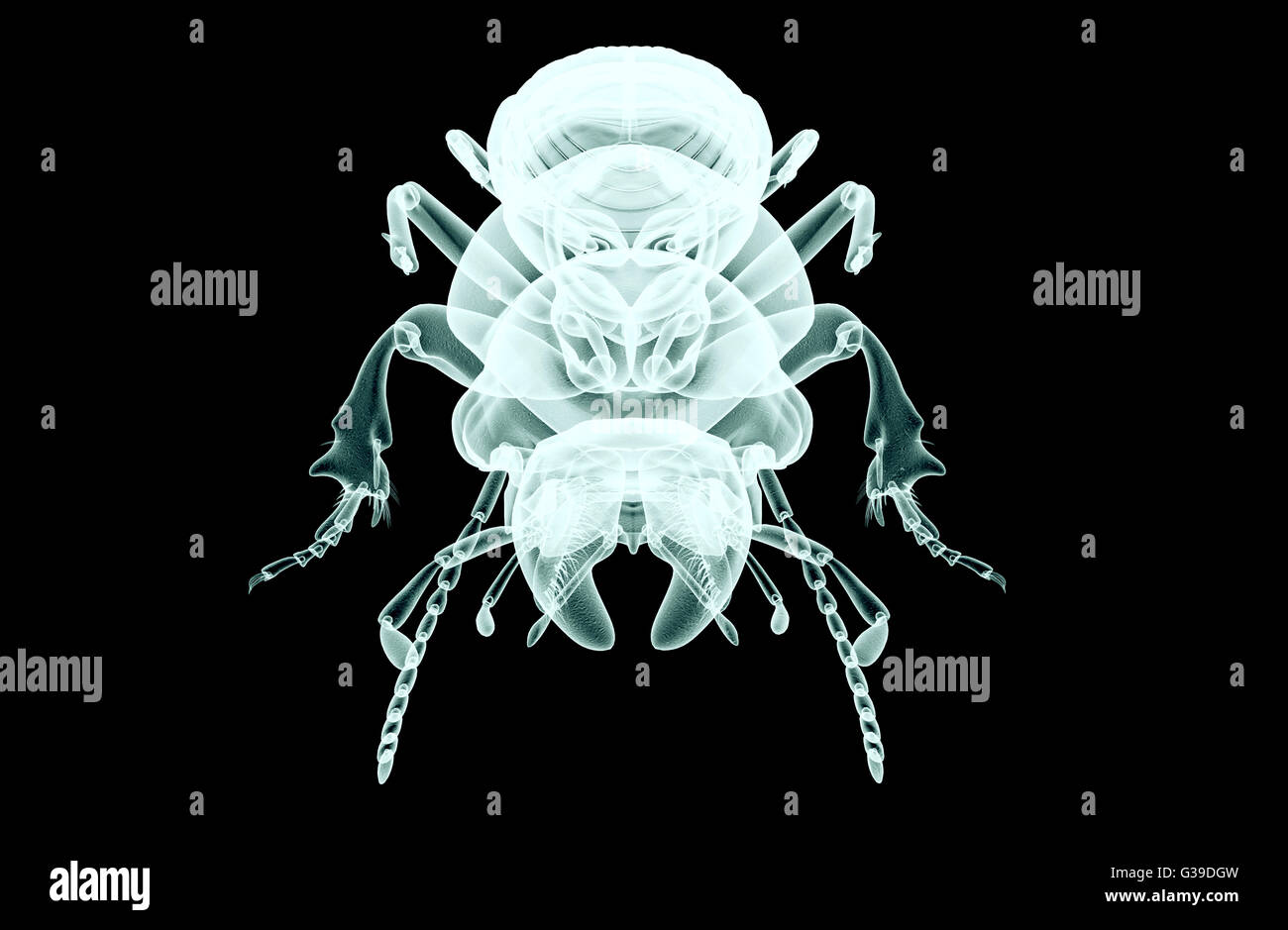 xray image of an insect isolated on black with clipping path Stock ...
