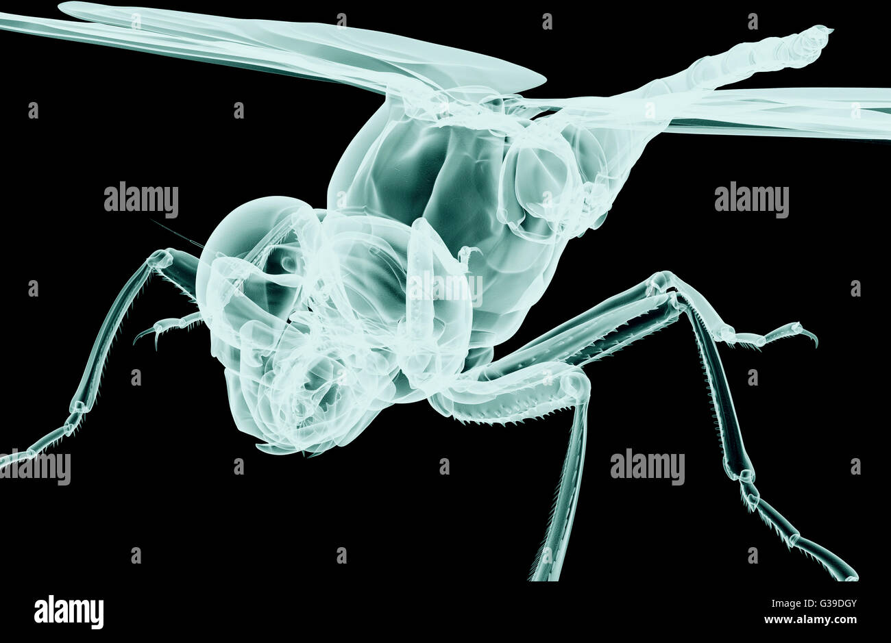 xray image of an insect isolated on black with clipping path Stock ...