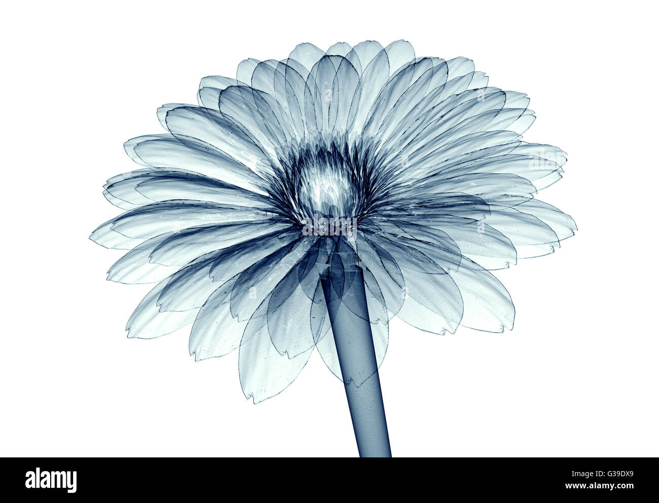 x-ray image of a flower isolated on white , the gebera 3d illustration ...