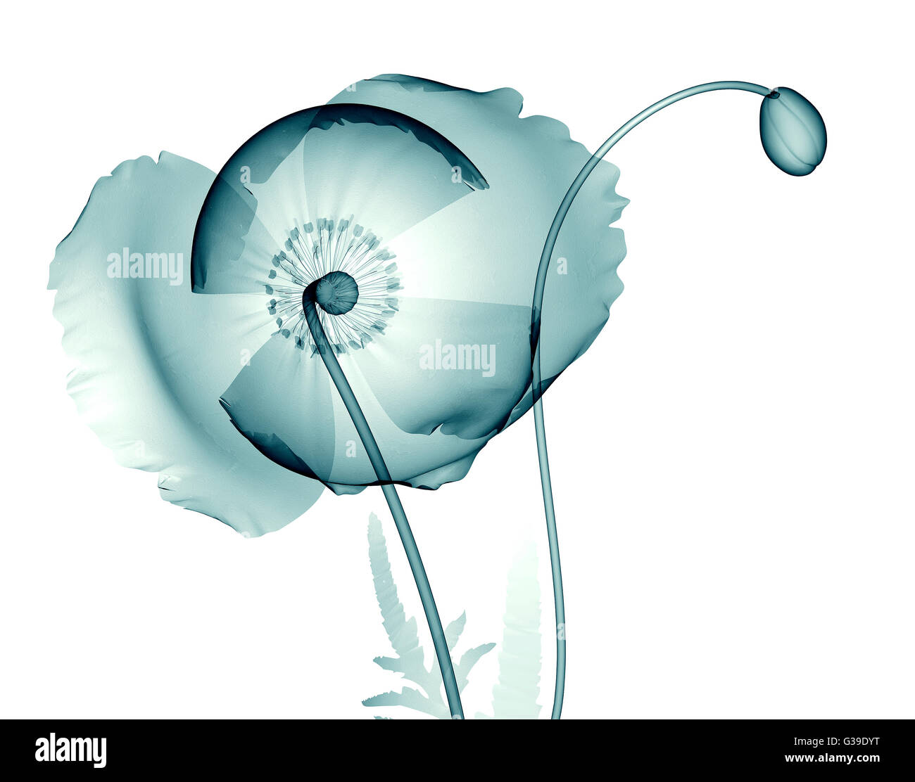 X ray poppy flower hi-res stock photography and images - Alamy