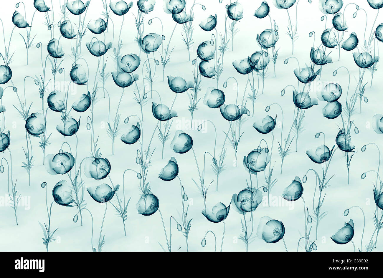 x-ray image of flower field isolated on white , the poppy Papaver 3d ...