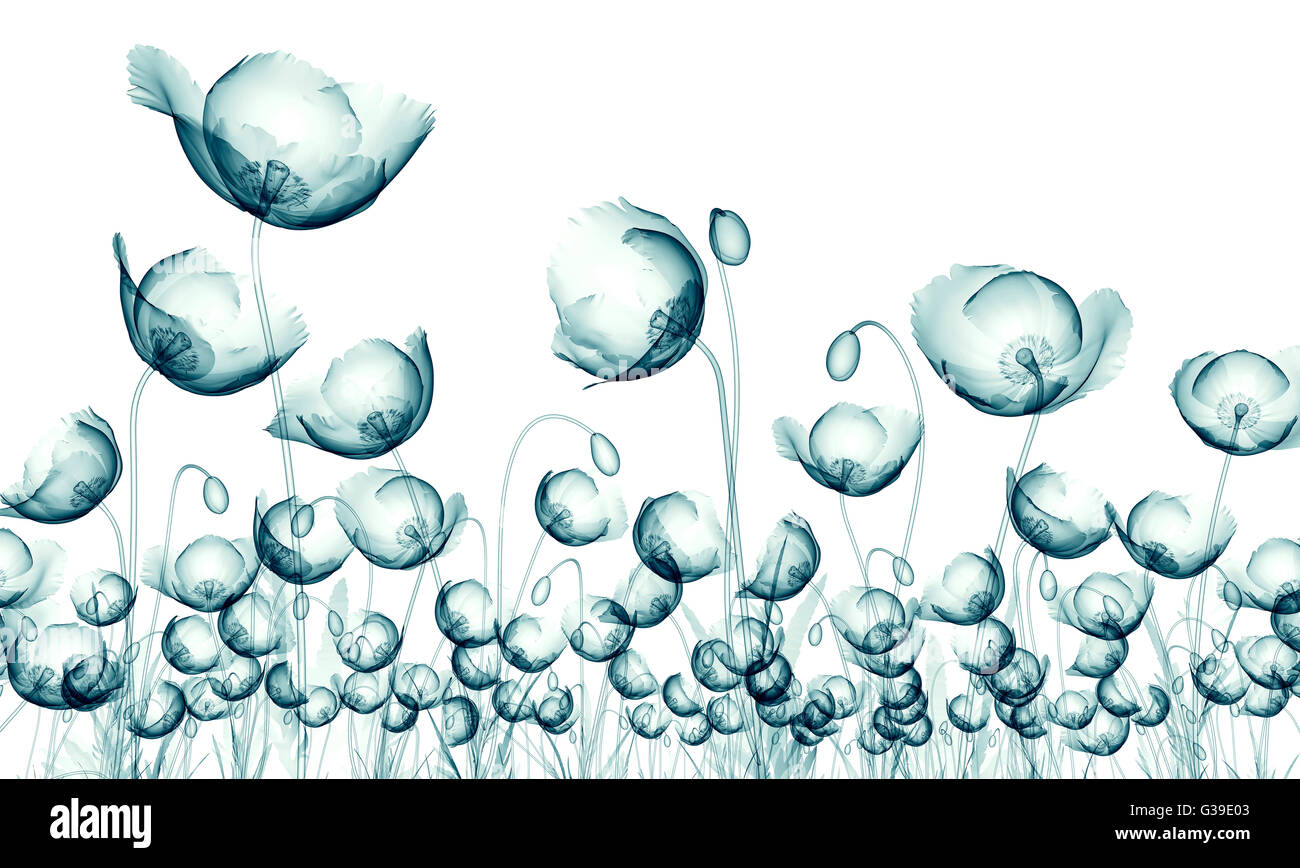 x-ray image of flower field isolated on white , the poppy Papaver 3d ...