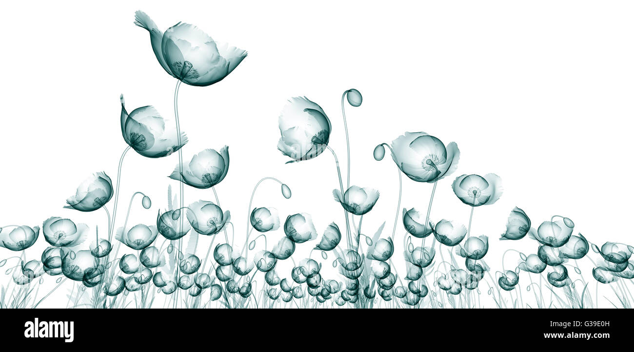 X ray poppy flower hi-res stock photography and images - Alamy