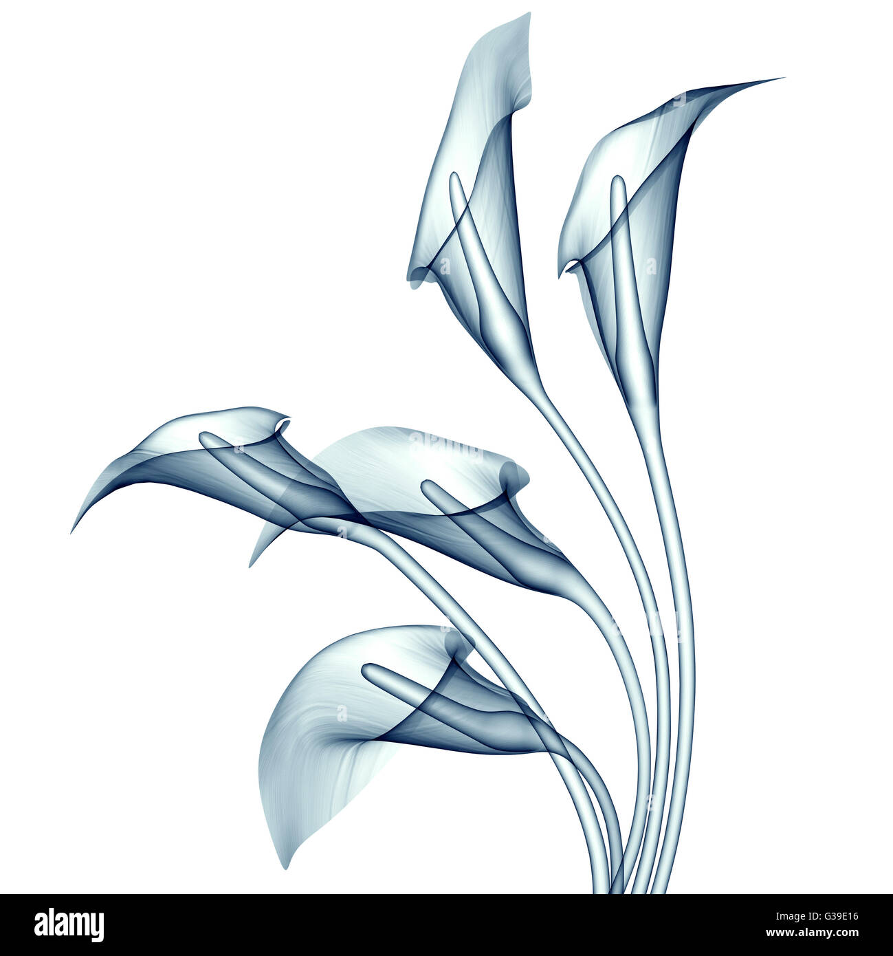 Lilly illustration hi-res stock photography and images - Alamy