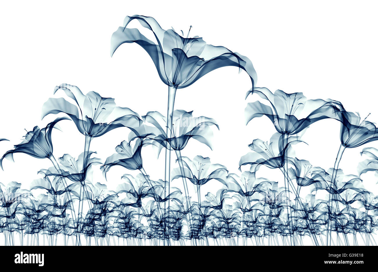 x-ray image of a flower isolated on white , the lilly 3d illustration ...