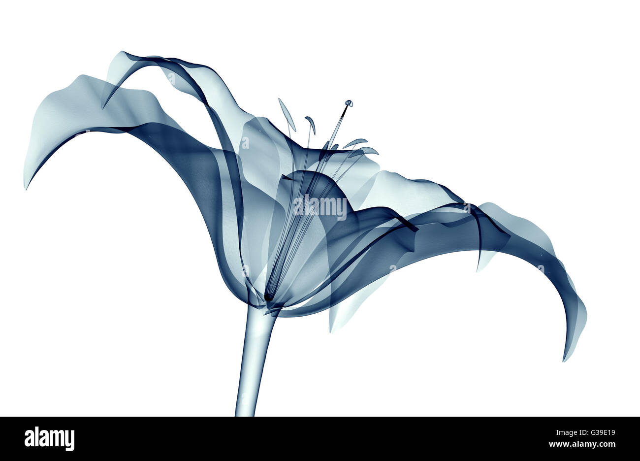 x-ray image of a flower isolated on white , the lilly 3d illustration ...