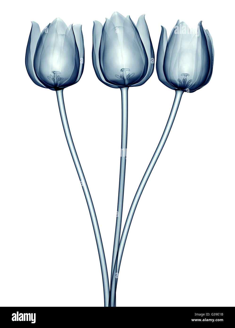 x-ray image of a flower isolated on white , the tulip 3d illustration ...