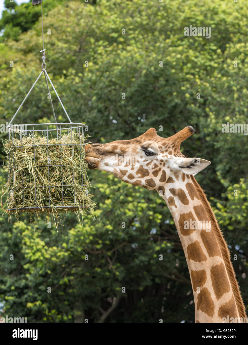 Giraffa sydney australia hi-res stock photography and images - Alamy