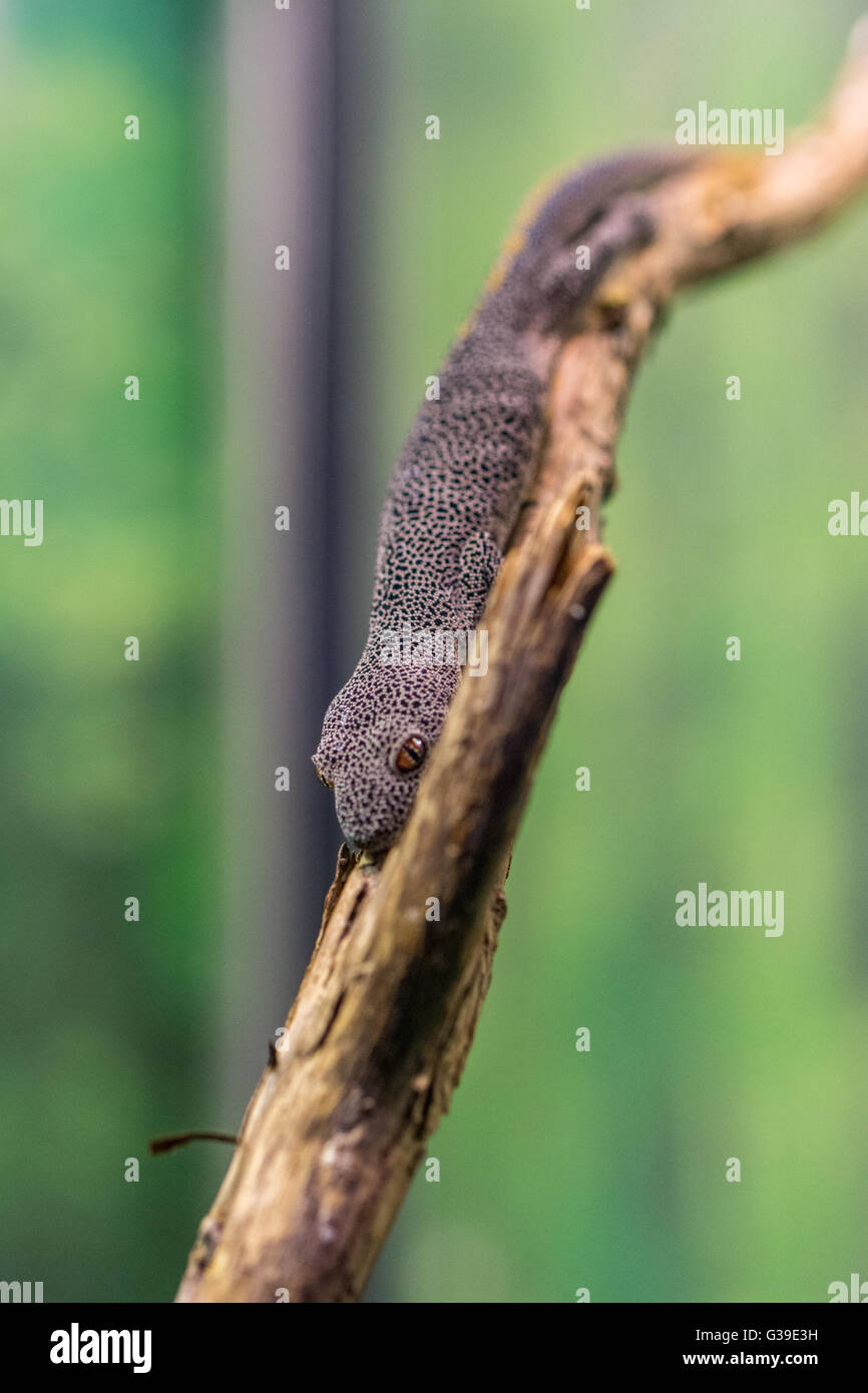 Golden gecko hi-res stock photography and images - Alamy