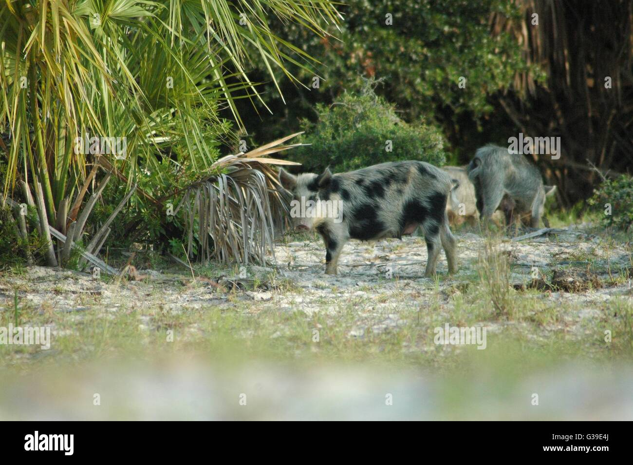 Feral pigs forage along the forest on Cumberland Island National ...