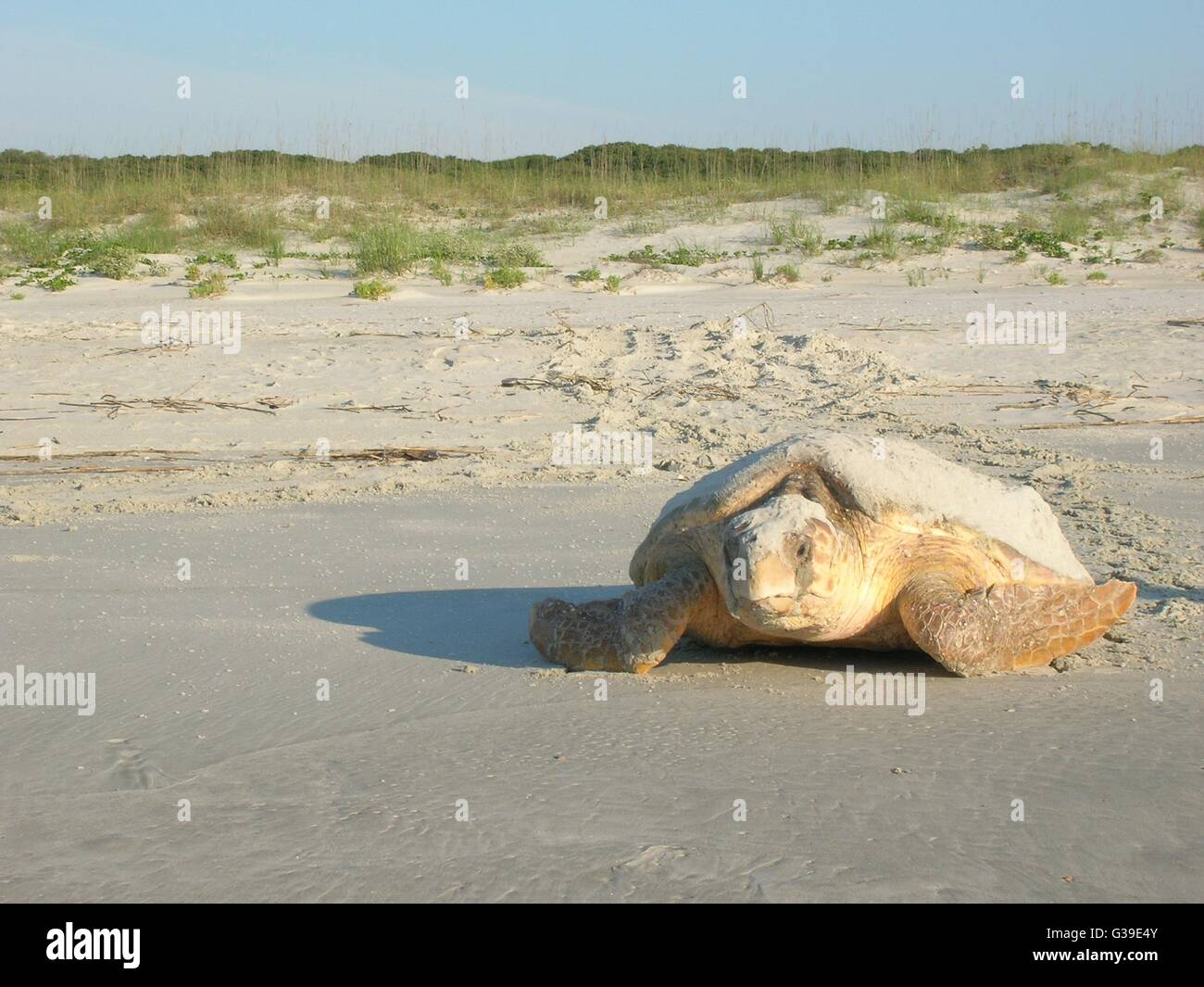 A Loggerhead sea turtle returns to the ocean after laying eggs in a ...