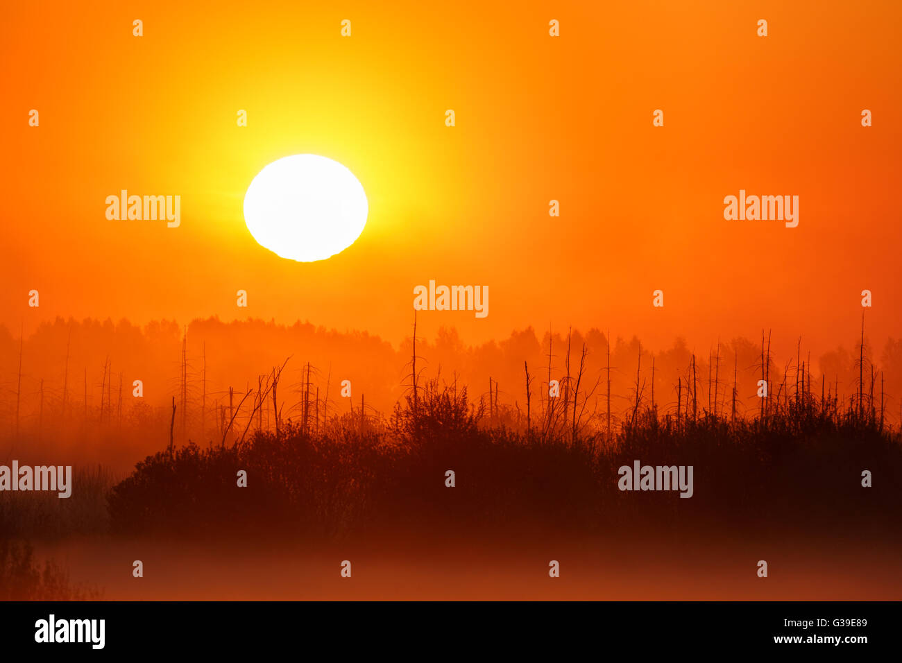 Sunrise in swamp Stock Photo - Alamy