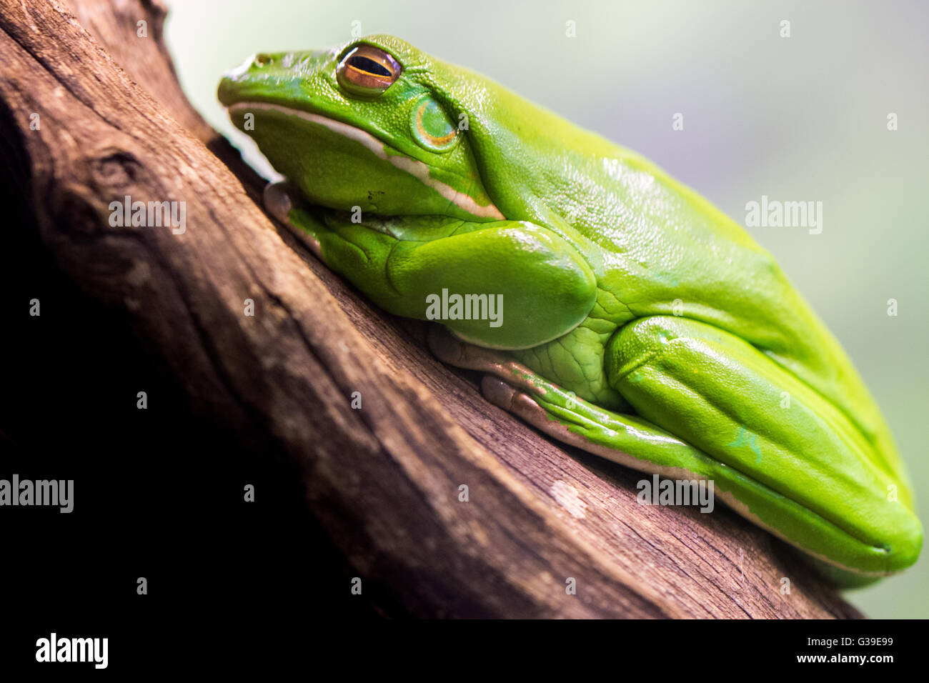 Tree frog tongue hi-res stock photography and images - Alamy