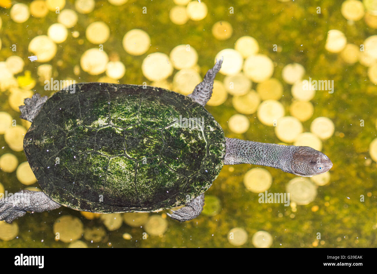turtles ,Turtles in water ,beautiful turtles Stock Photo - Alamy