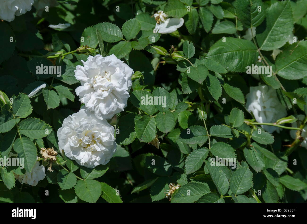White rose bush in bloom at natural outdoor garden, Sofia, Bulgaria ...