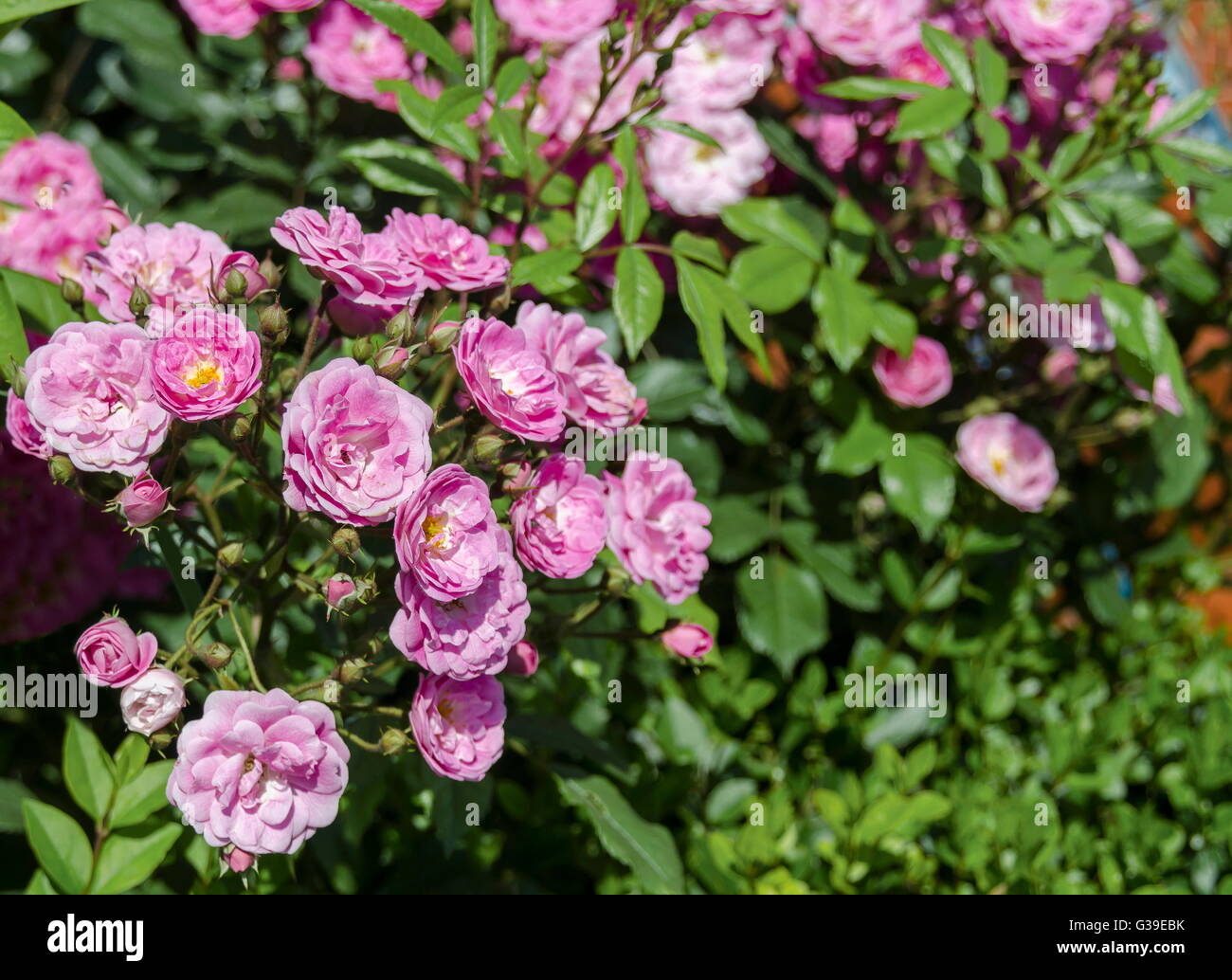 Pink rose bush in bloom at natural outdoor garden, Sofia, Bulgaria ...