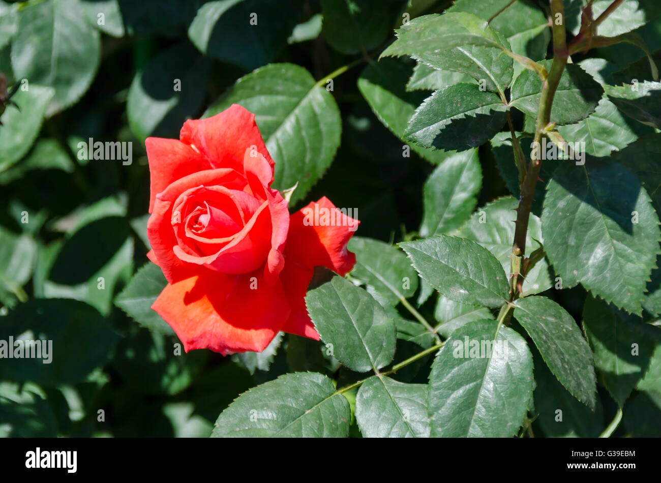 Red rose bush in bloom at natural outdoor garden, Sofia, Bulgaria Stock ...