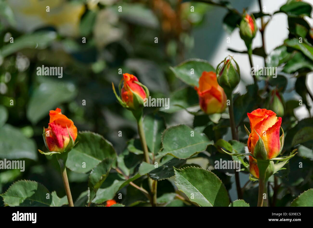 Sofia rose hi-res stock photography and images - Alamy
