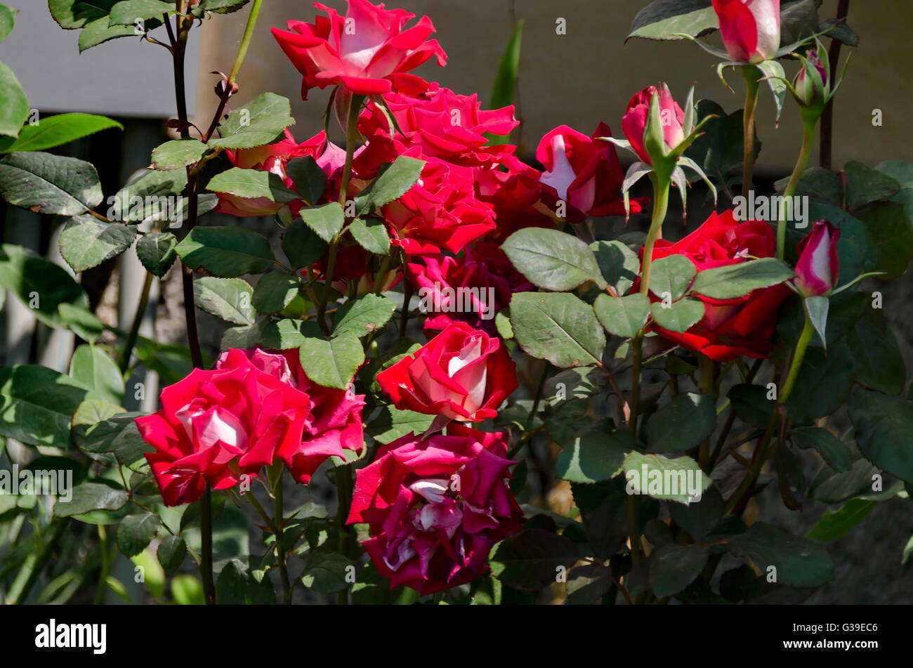 Red rose bush in bloom at natural outdoor garden, Sofia, Bulgaria Stock ...