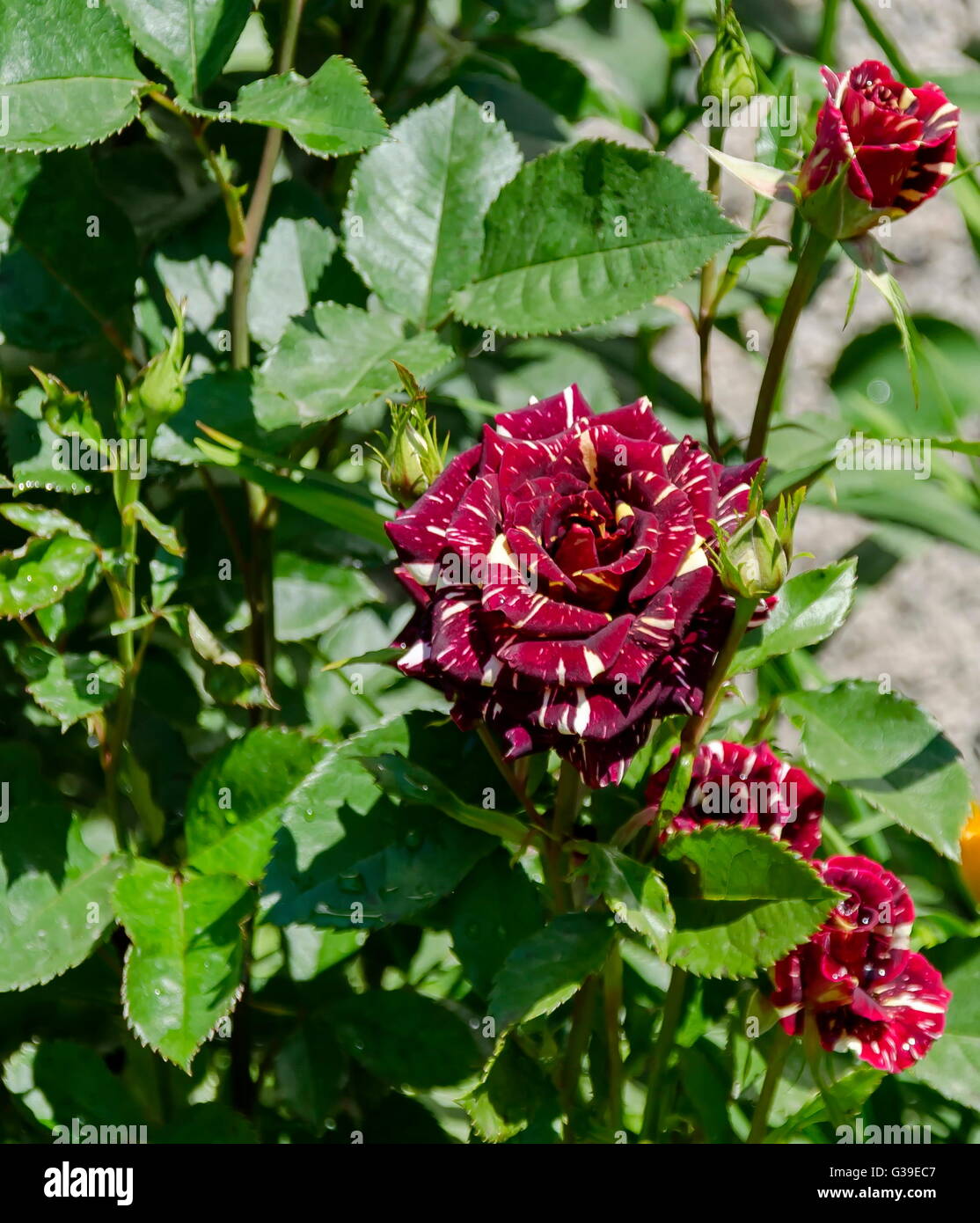 Motley in white and red rose bush in bloom at natural outdoor garden ...