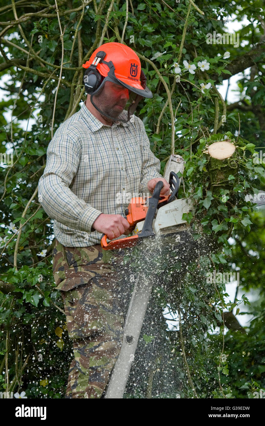 Felling tree hi-res stock photography and images - Alamy