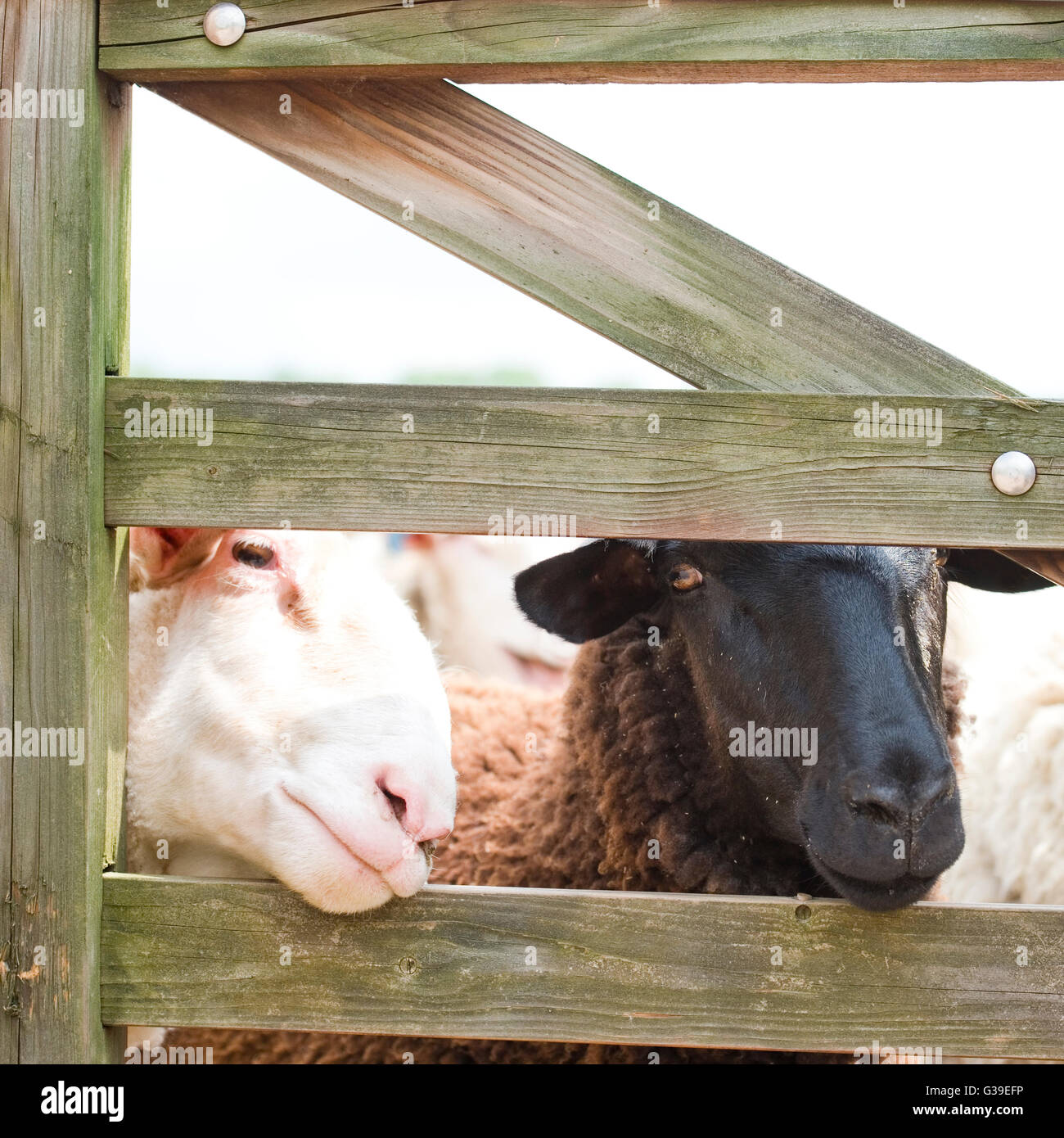 Looking towards gate hi-res stock photography and images - Alamy
