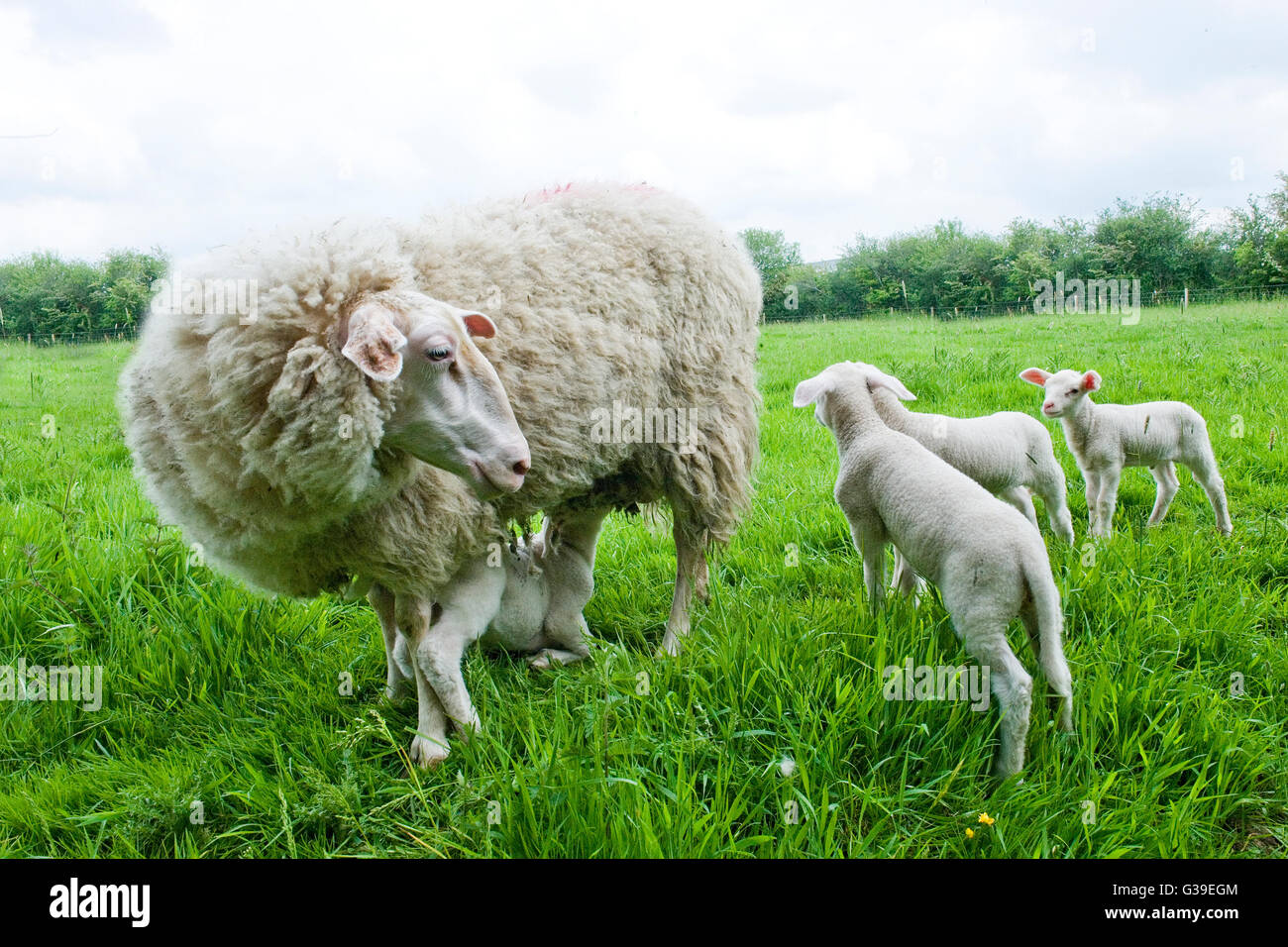 ewe and her four lambs Stock Photo - Alamy