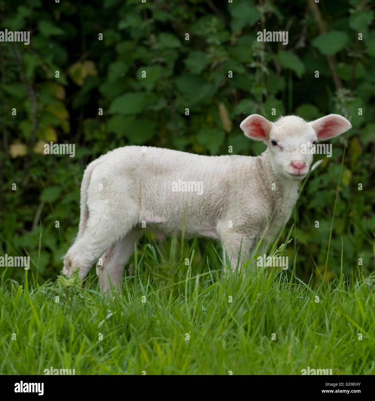 Cute baby lamb hi-res stock photography and images - Alamy