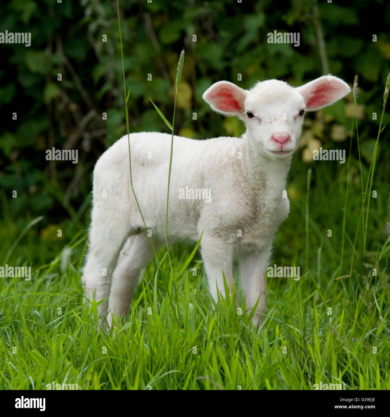 Cute baby lamb hi-res stock photography and images - Alamy
