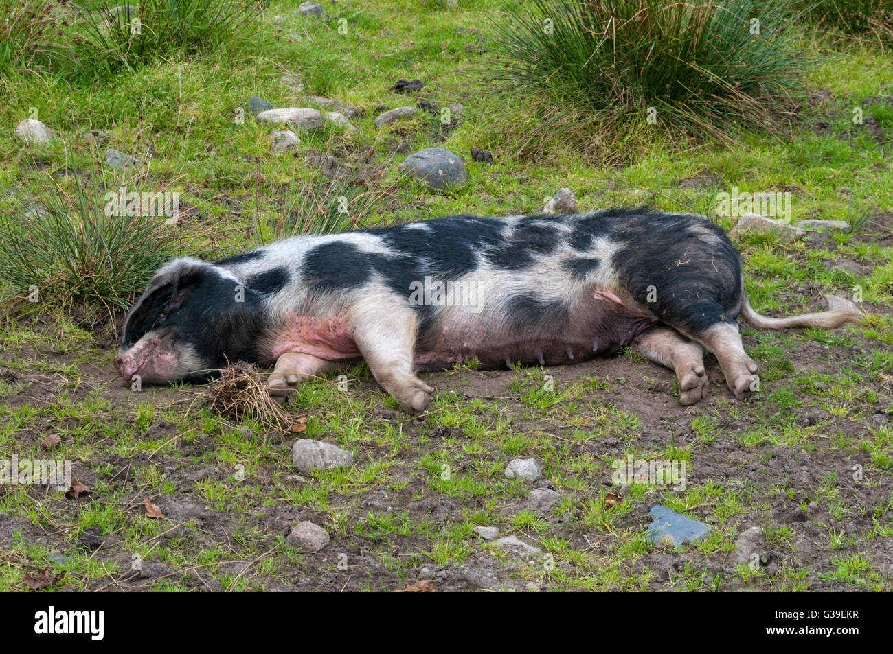 Gloucestershire old spots pig hi-res stock photography and images - Alamy