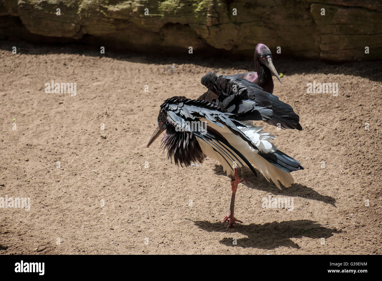 Abdim's Stork at the Bioparc in Fuengirola Stock Photo - Alamy