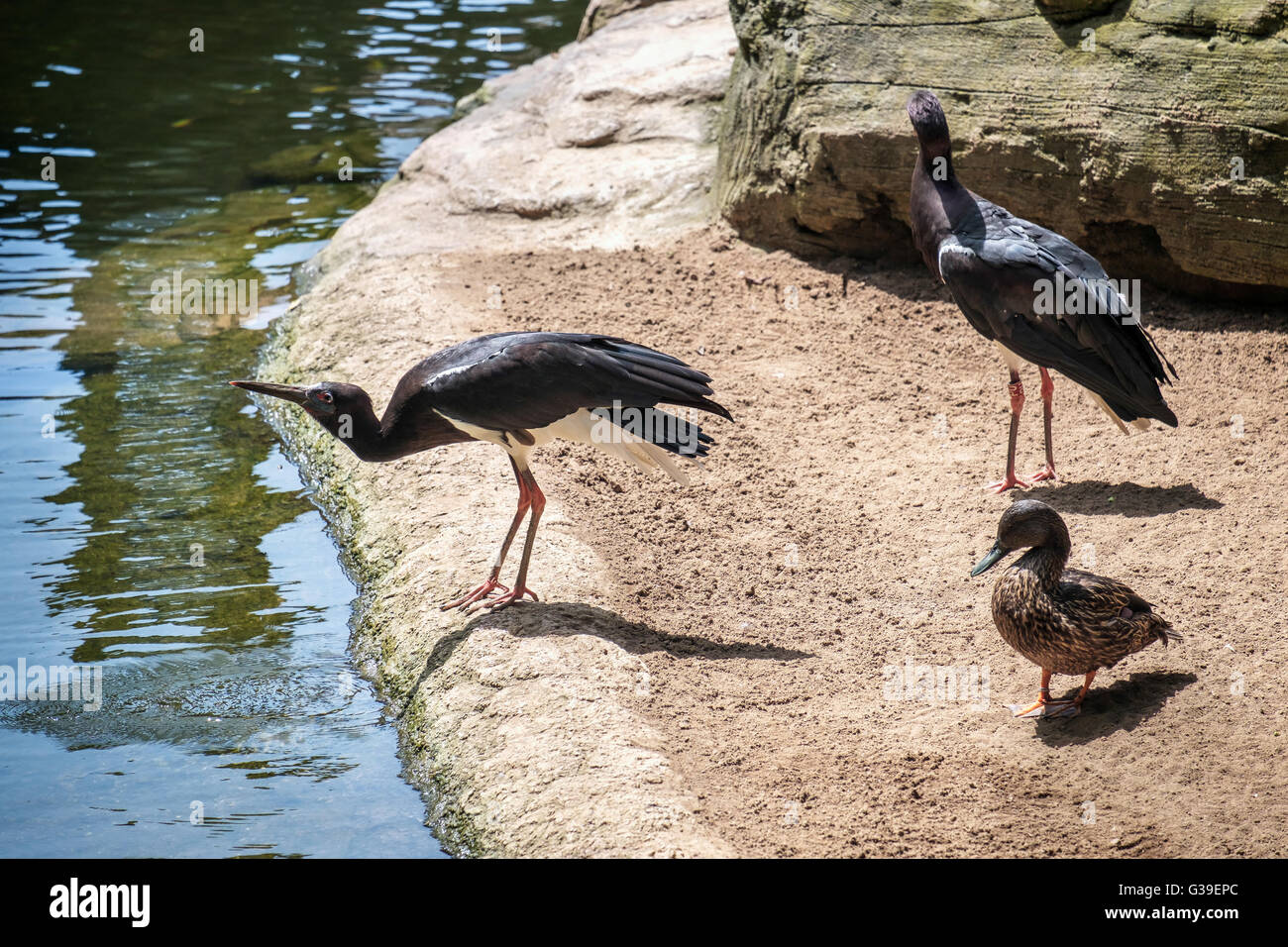 Abdim's Stork at the Bioparc in Fuengirola Stock Photo - Alamy