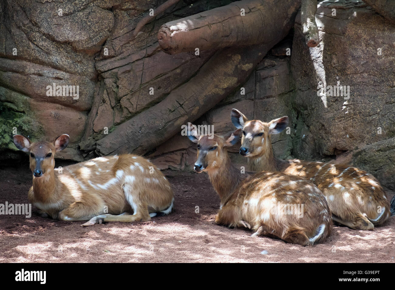 Sitatunga Antelope at the Bioparc in Fuengirola Stock Photo - Alamy