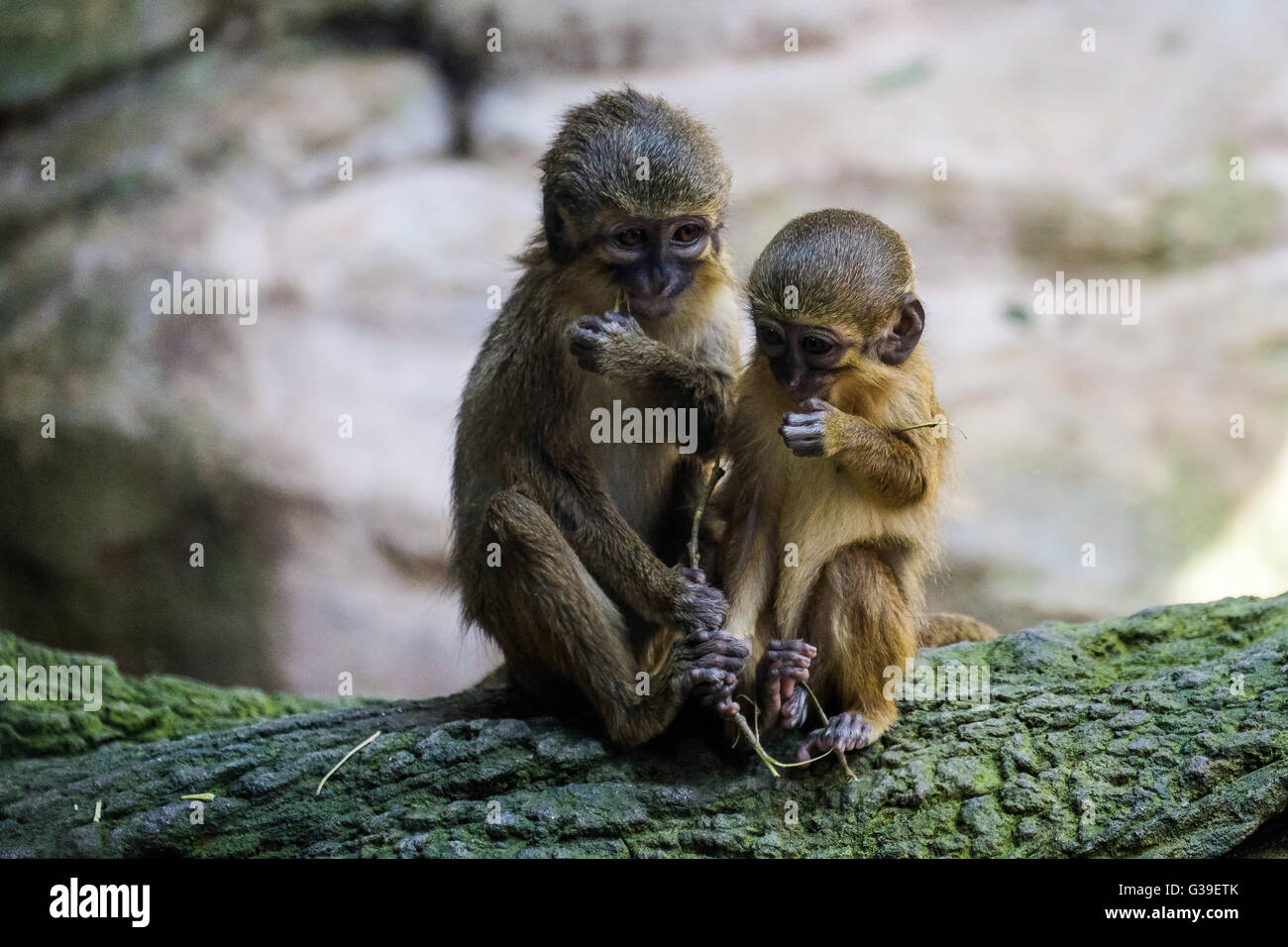 A Pair of Talapoin Monkeys (Miopithecus talapoin) in the Bioparc ...