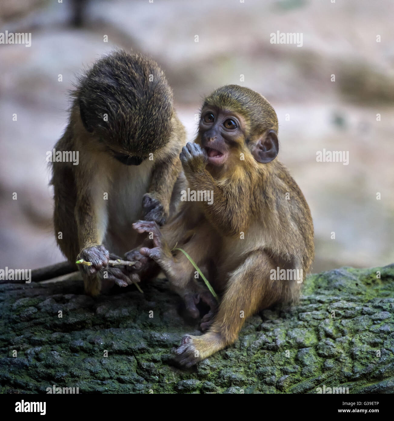 A Pair of Talapoin Monkeys (Miopithecus talapoin) in the Bioparc ...