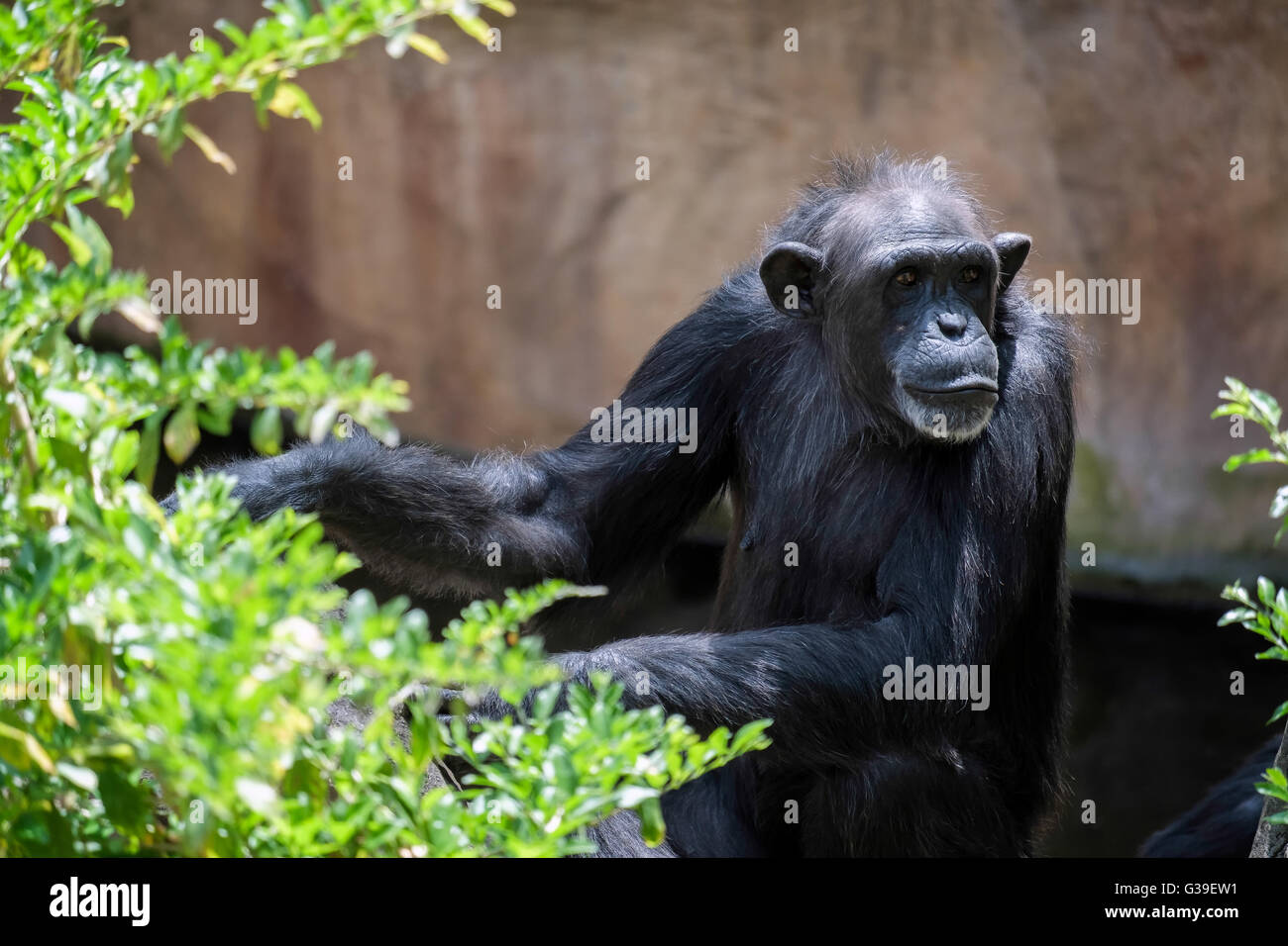 Chimpanzee resting in the Bioparc Fuengirola Stock Photo - Alamy