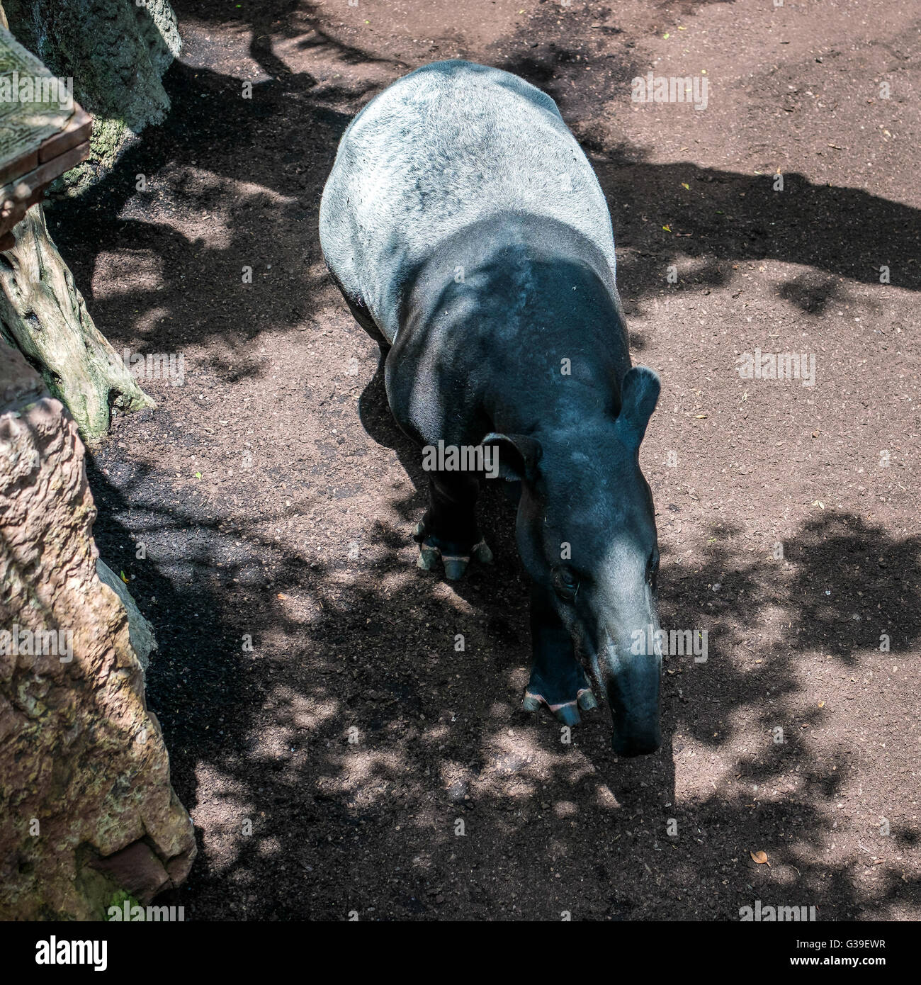 Malayan Tapir (Tapirus indicus) at the Bioparc in Fuengirola Stock ...
