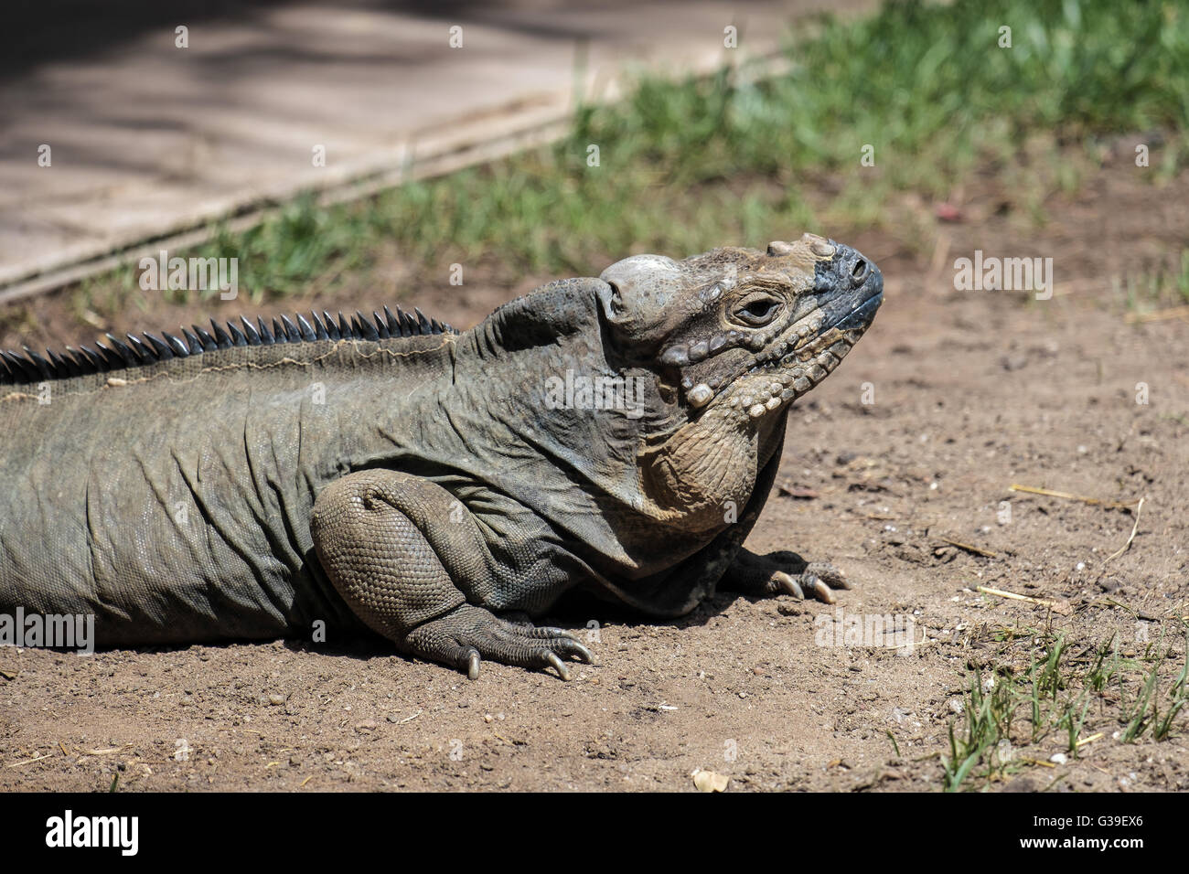 Rhinoceros Iguana (Cyclura cornuta) in the Bioparc Fuengirola Stock ...